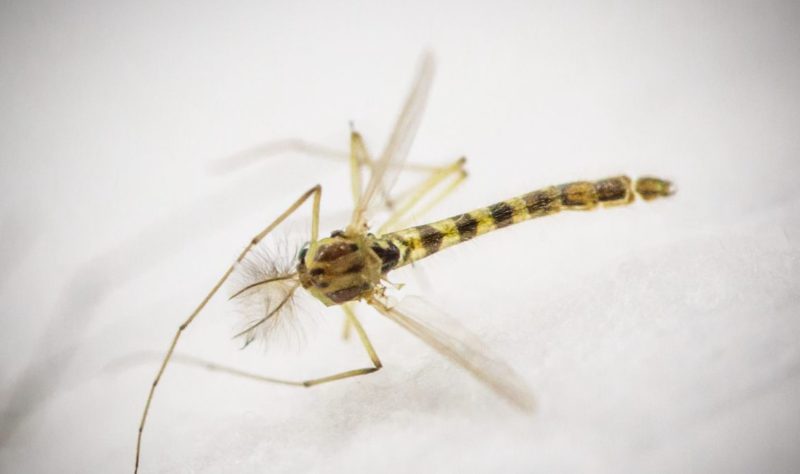 Quels sont les symptômes du chikungunya ? - Maladies infectieuses